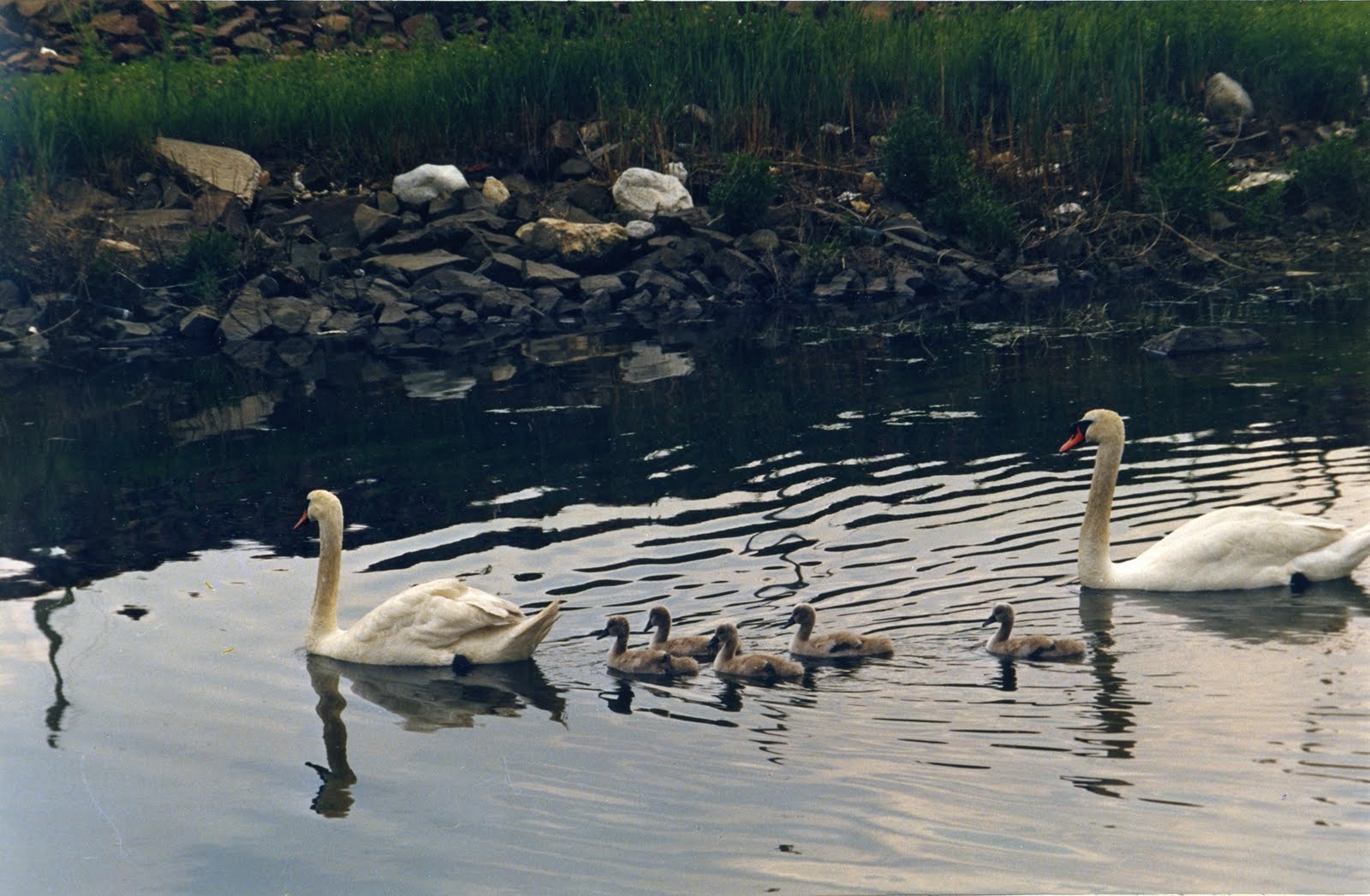 Mother of Israel's Eternal Images: Lobster Traps Kennebunkport, Swan Family